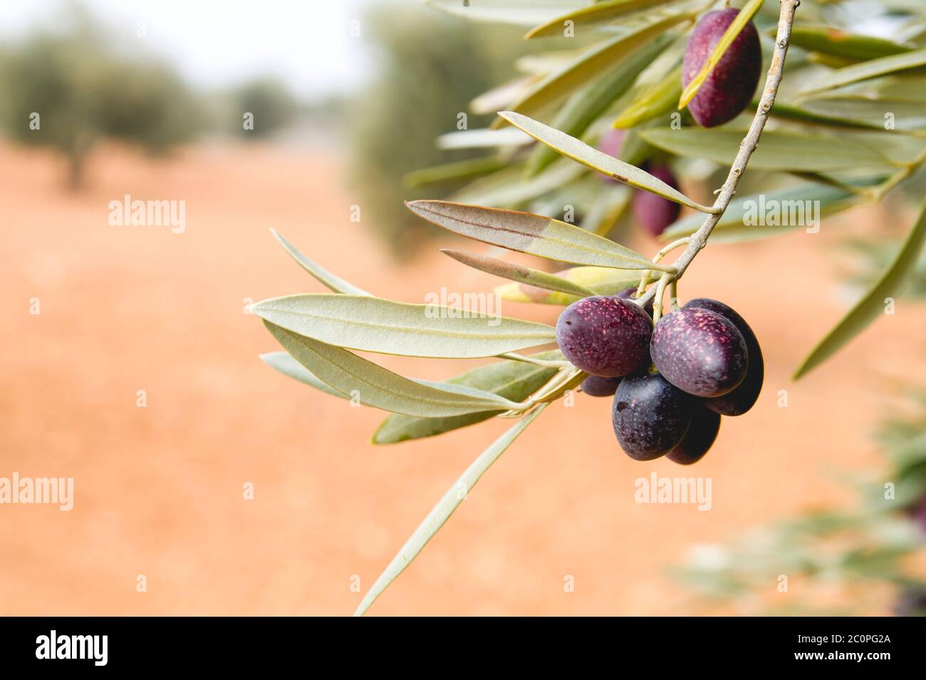 Olive green fruits hi-res stock photography and images - Alamy