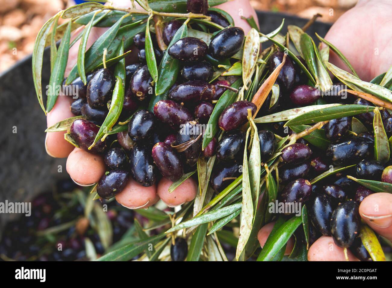 Olives fruits hi-res stock photography and images - Alamy