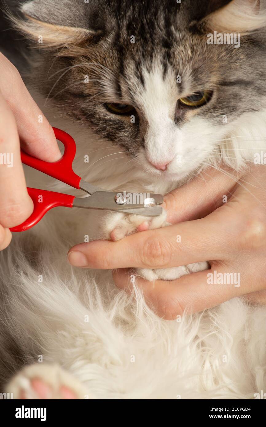 Woman claws hi-res stock photography and images - Alamy