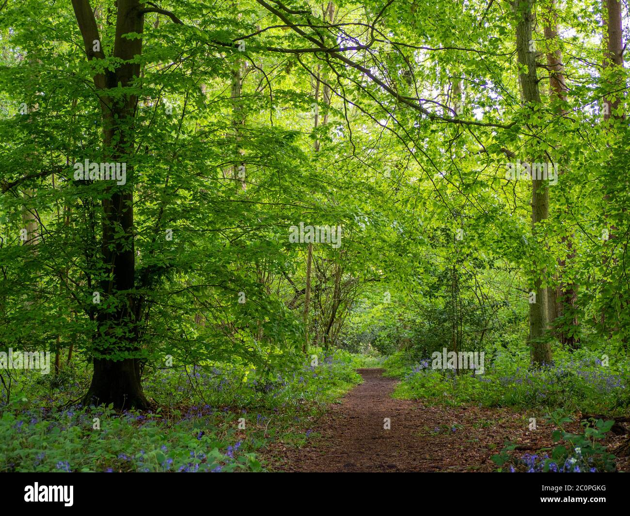 Ancient deciduous woodland path in Spring. Tall beeches with fresh new ...
