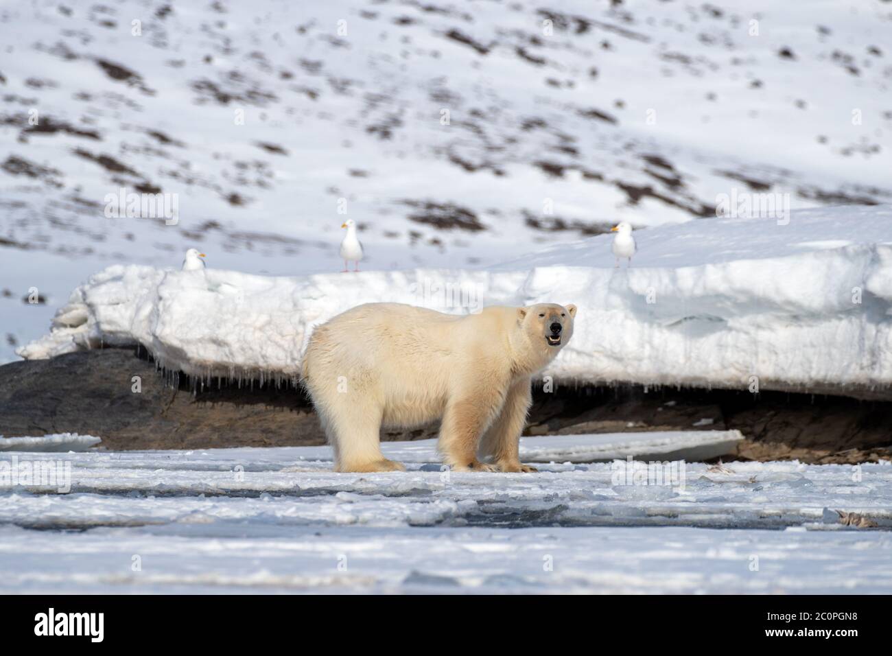 Adult male polar bear, Ursus maritimus, on the fast ice of Svalbard ...