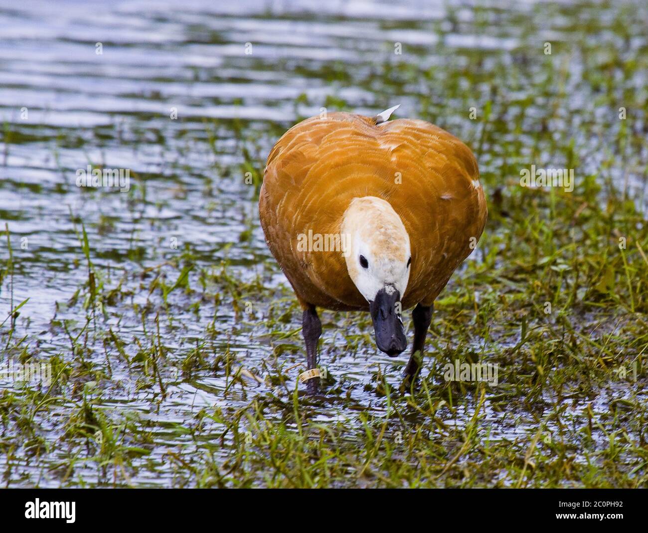 Ruddy Shelduck Tadorna ferruginea Stock Photo - Alamy