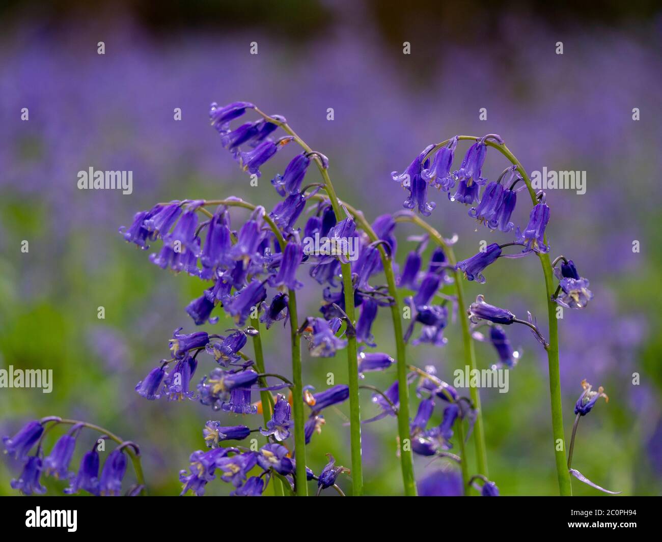 Wildflowers Hanging Pendulous High Resolution Stock Photography and ...