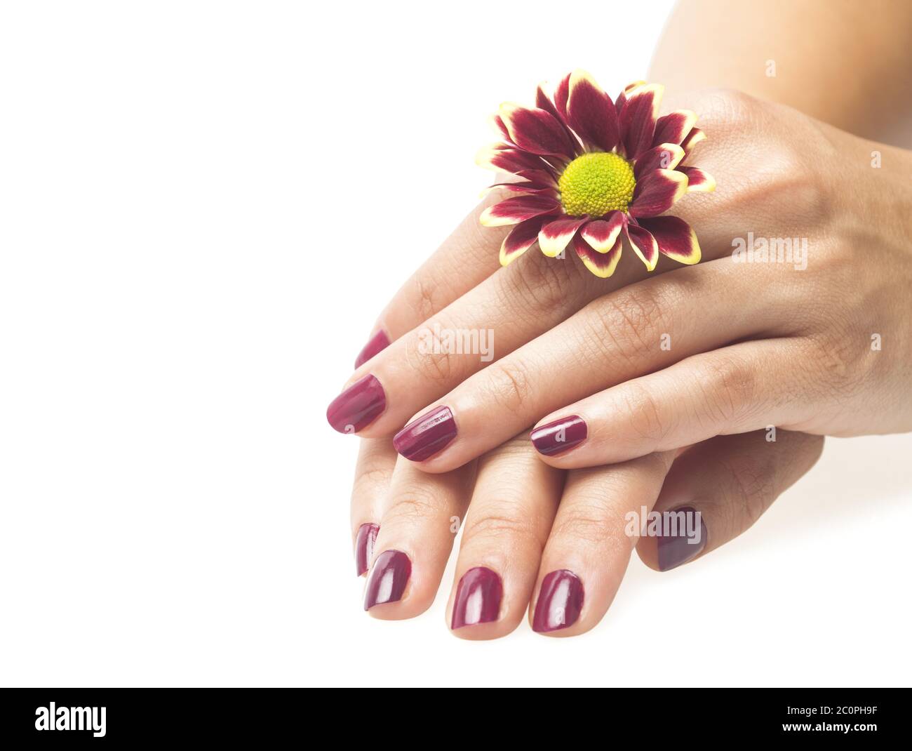 Female hands and flower on white background Stock Photo - Alamy