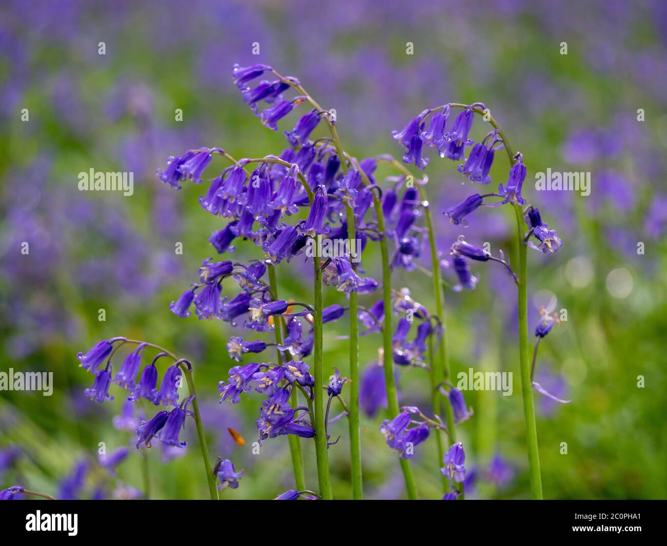 Wildflowers hanging pendulous hi-res stock photography and images - Alamy
