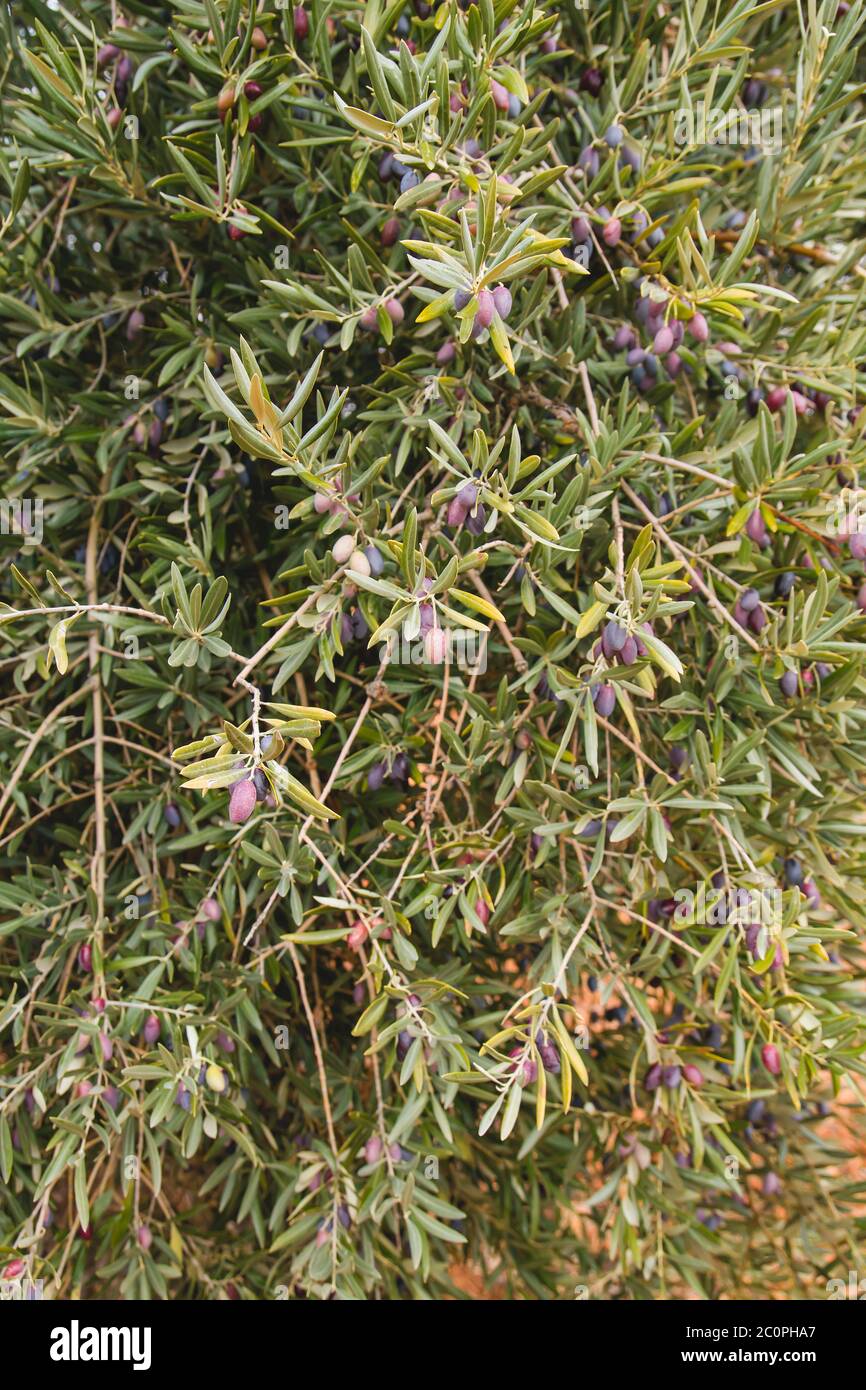 Detail of olea europaea or olive tree ripe fruits and green foliage ...