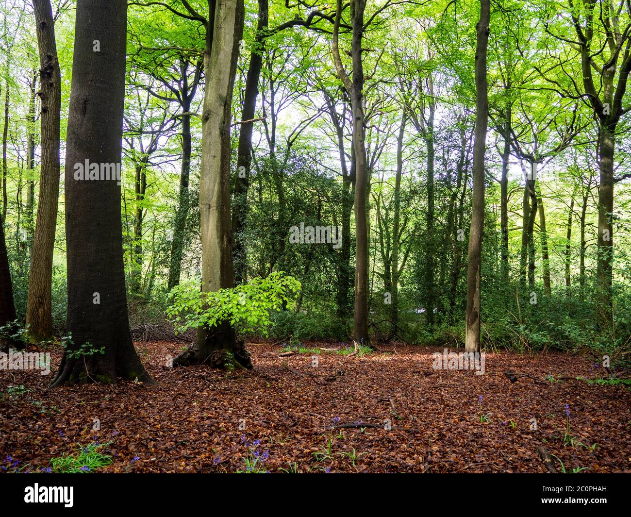 Ancient deciduous woodland in Spring. Tall beeches with blue sky ...