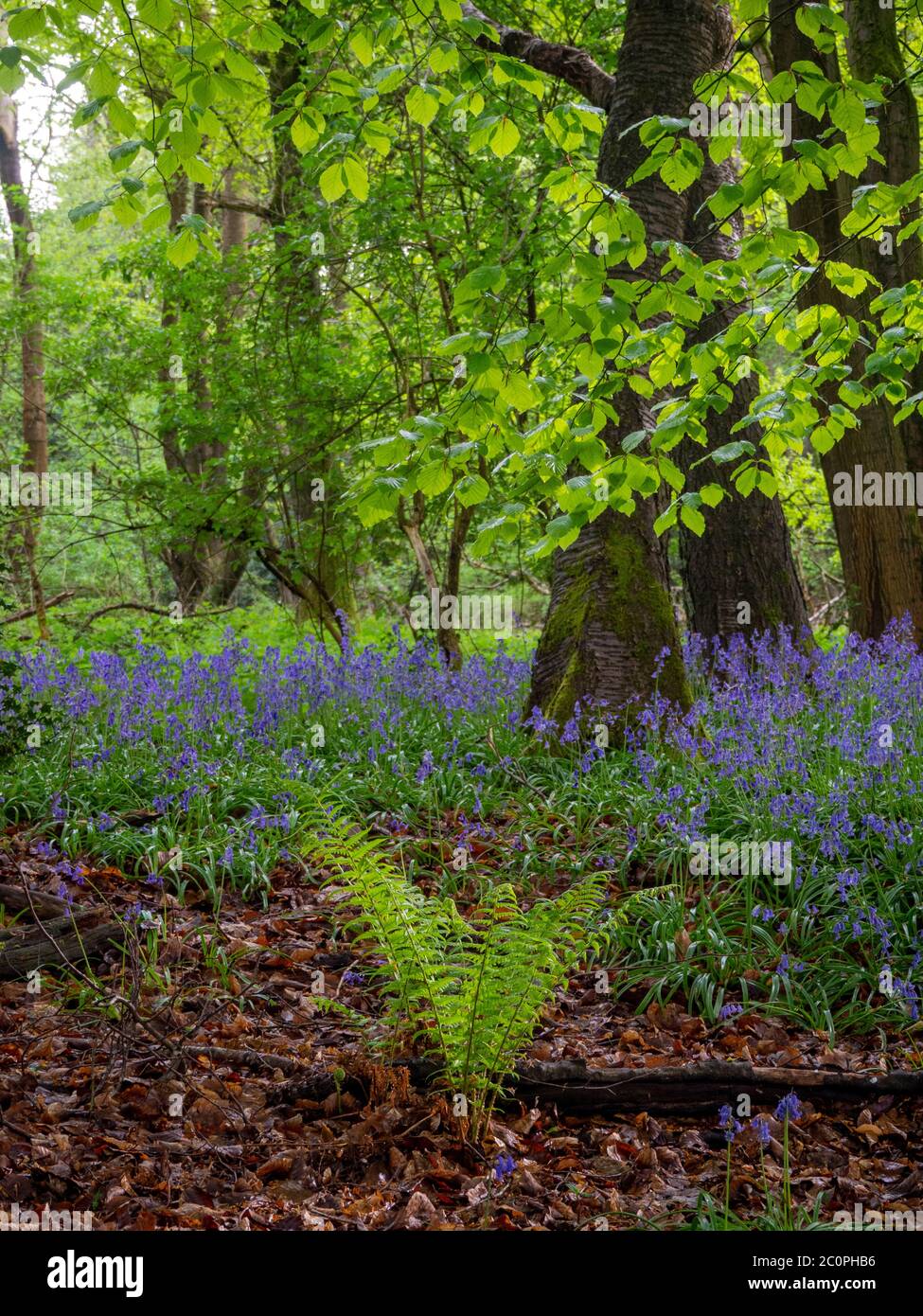 Ancient deciduous woodland in Spring. Beeche trees, new leaves and ...