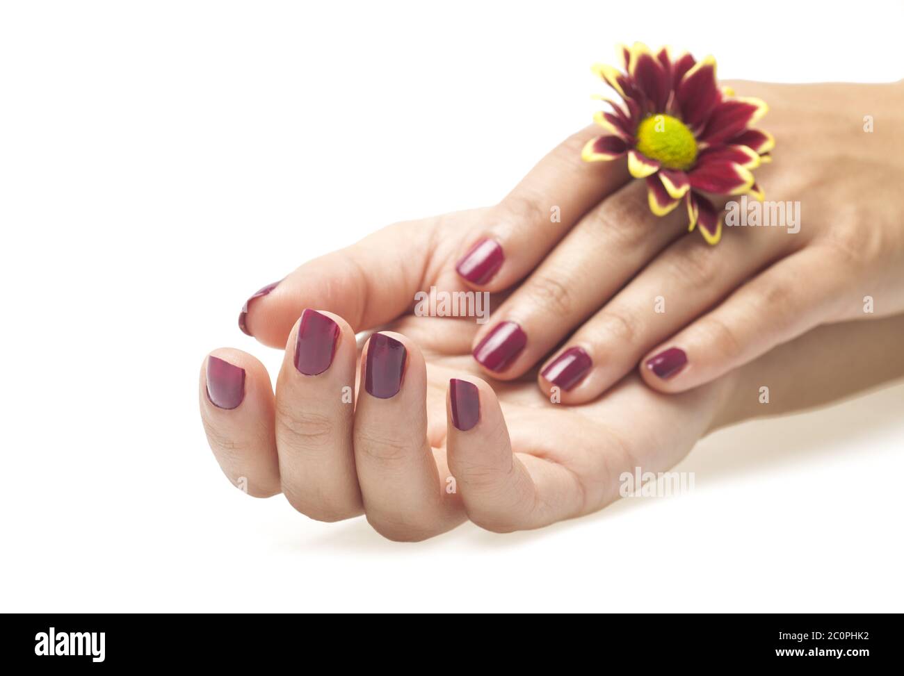 Female hands and flower on white background Stock Photo - Alamy