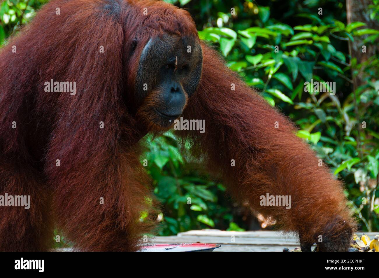 Orangutan standing hi-res stock photography and images - Alamy