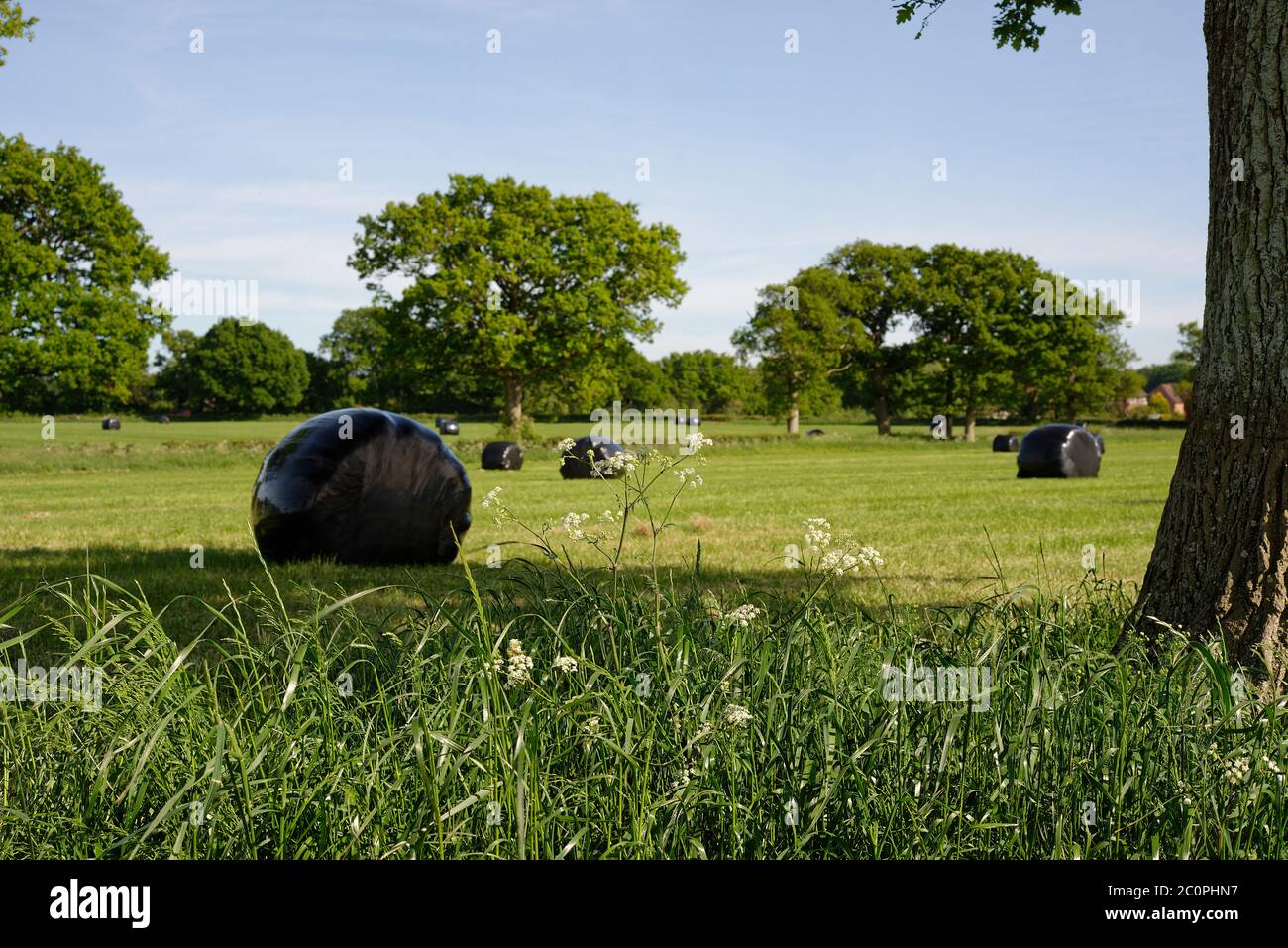 English rural landscape with large round hay bales wrapped in black ...