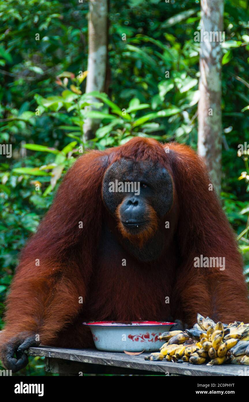 Orangutan standing hi-res stock photography and images - Alamy