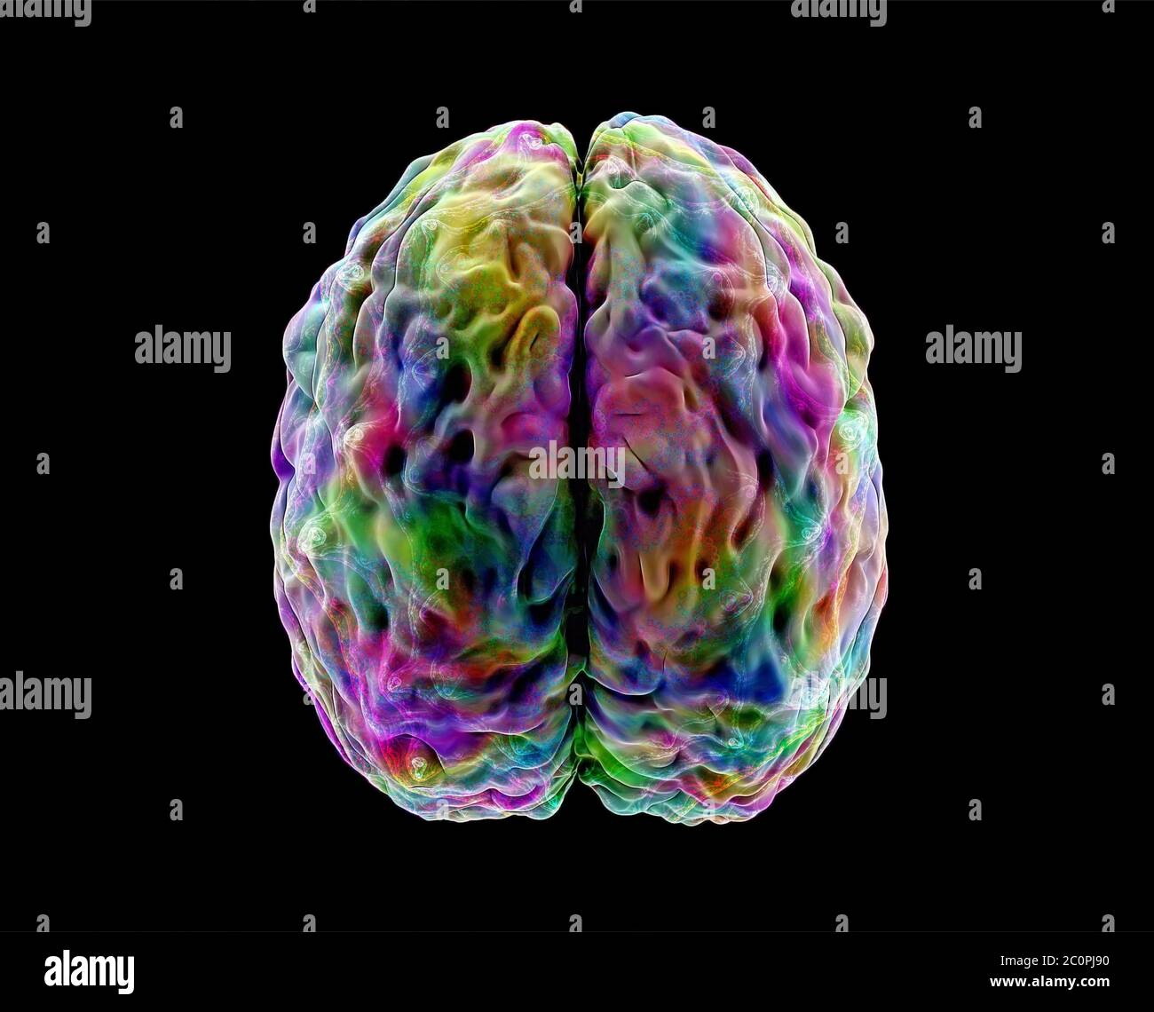 Brain model top view hi-res stock photography and images - Alamy