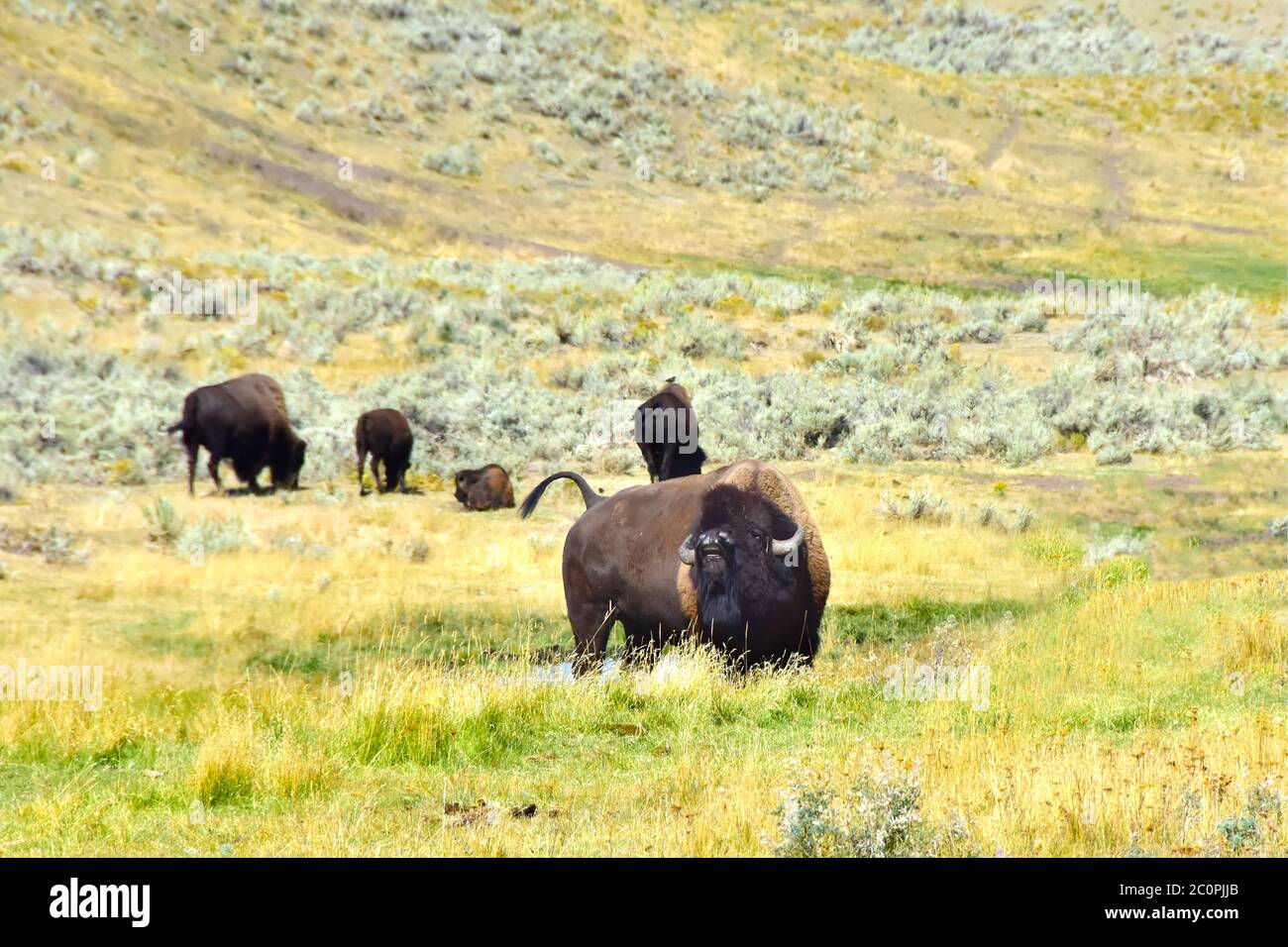 Buffalo in yellowstone hi-res stock photography and images - Alamy