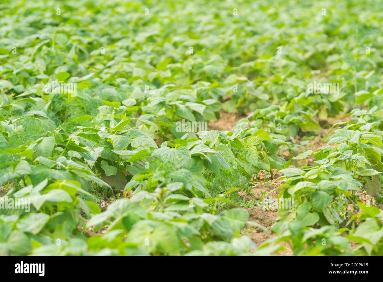 bean field ripening at spring season, agricultural close-up Stock Photo ...