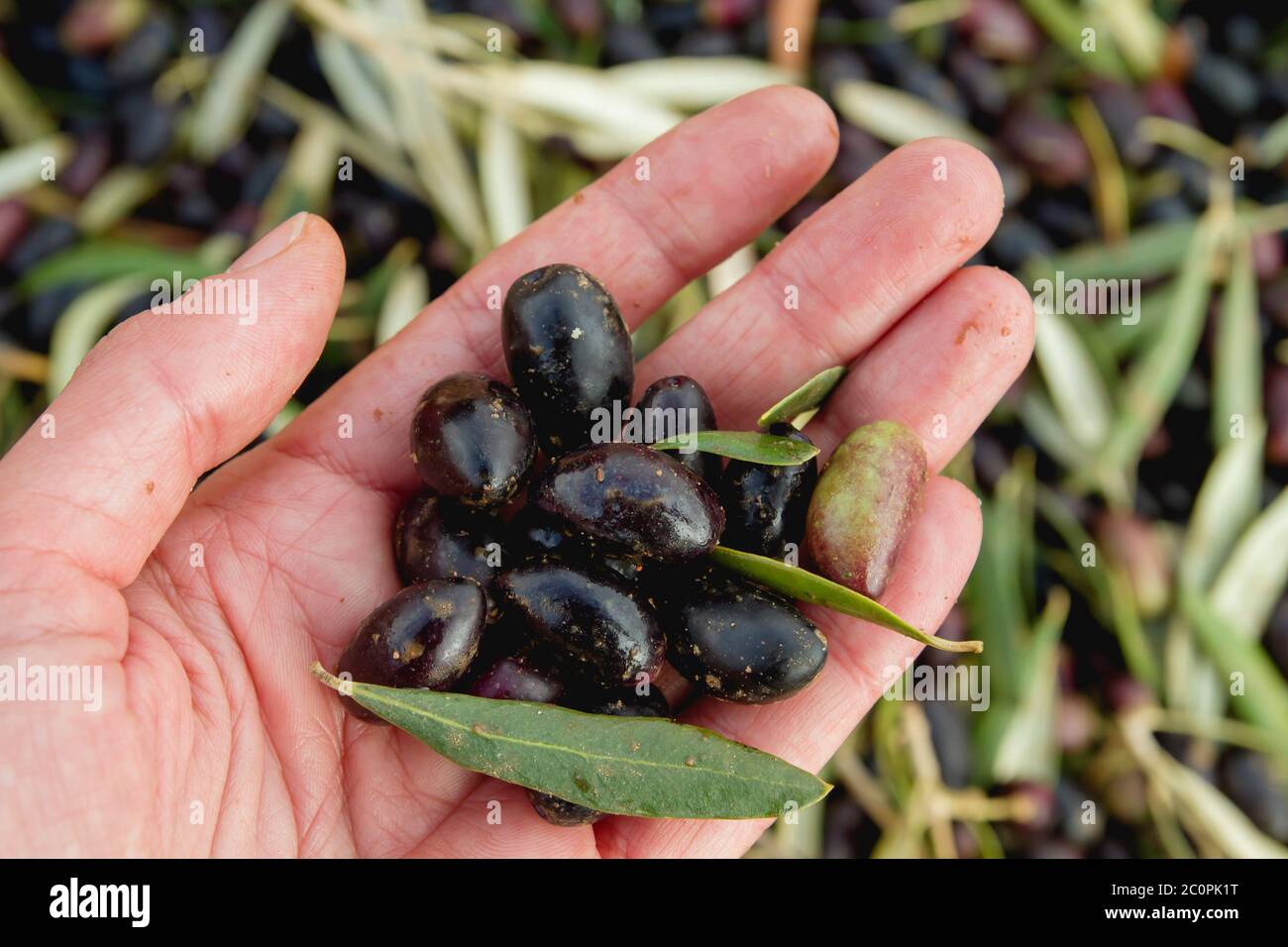 Picual hi-res stock photography and images - Alamy