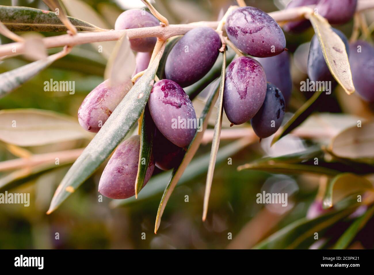 Detail of olea europaea or olive tree ripe fruits and green foliage ...