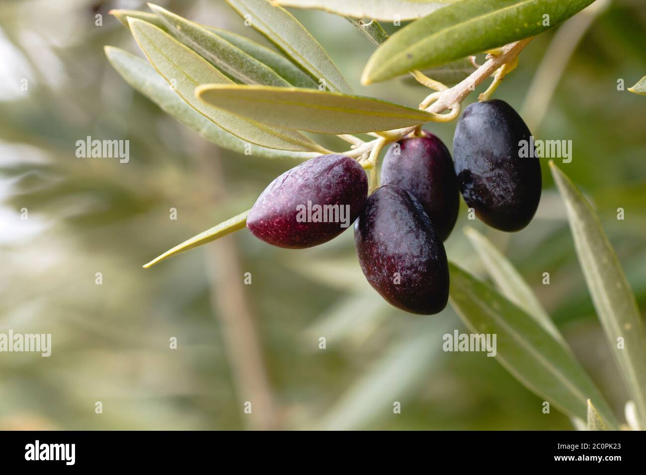 Detail of olea europaea or olive tree ripe fruits and green foliage ...