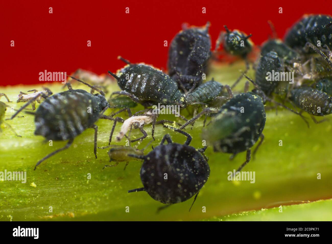 macro photo of aphids on tree branch Stock Photo - Alamy