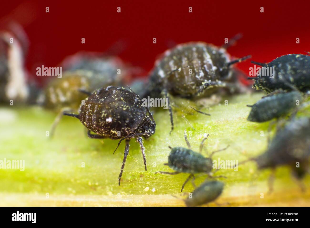 macro photo of aphids on tree branch Stock Photo - Alamy