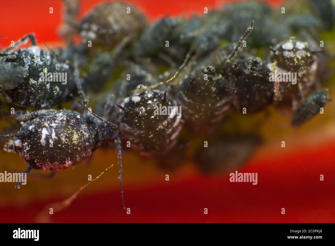macro photo of aphids on tree branch Stock Photo - Alamy