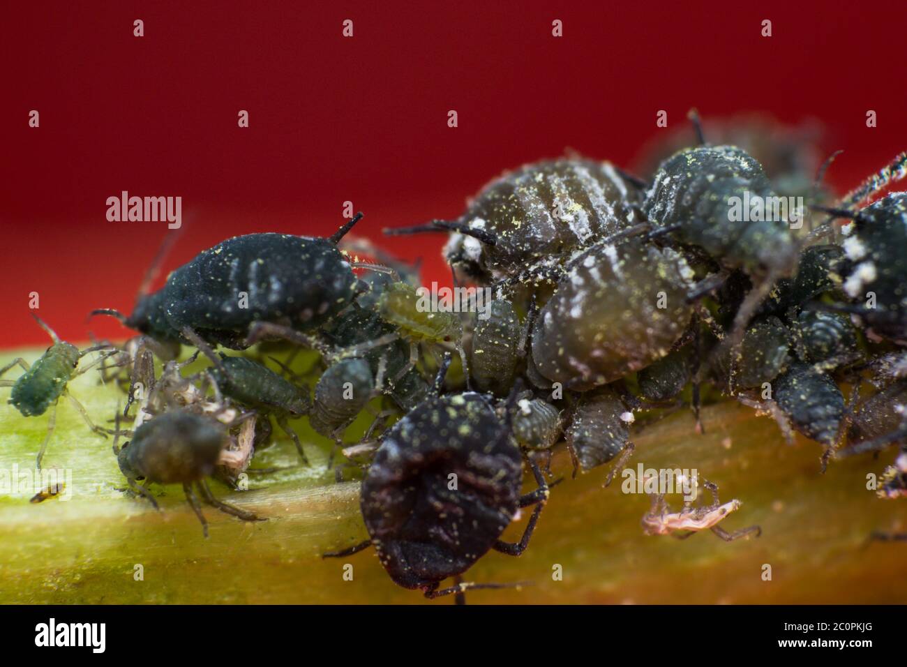 macro photo of aphids on tree branch Stock Photo - Alamy
