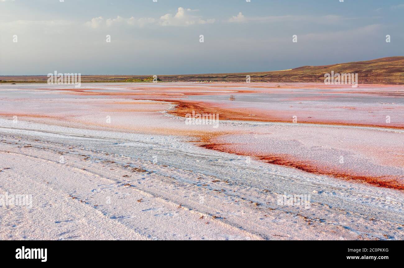 Brine and salt of a pink lake Koyash colored by microalgae Dunaliella ...