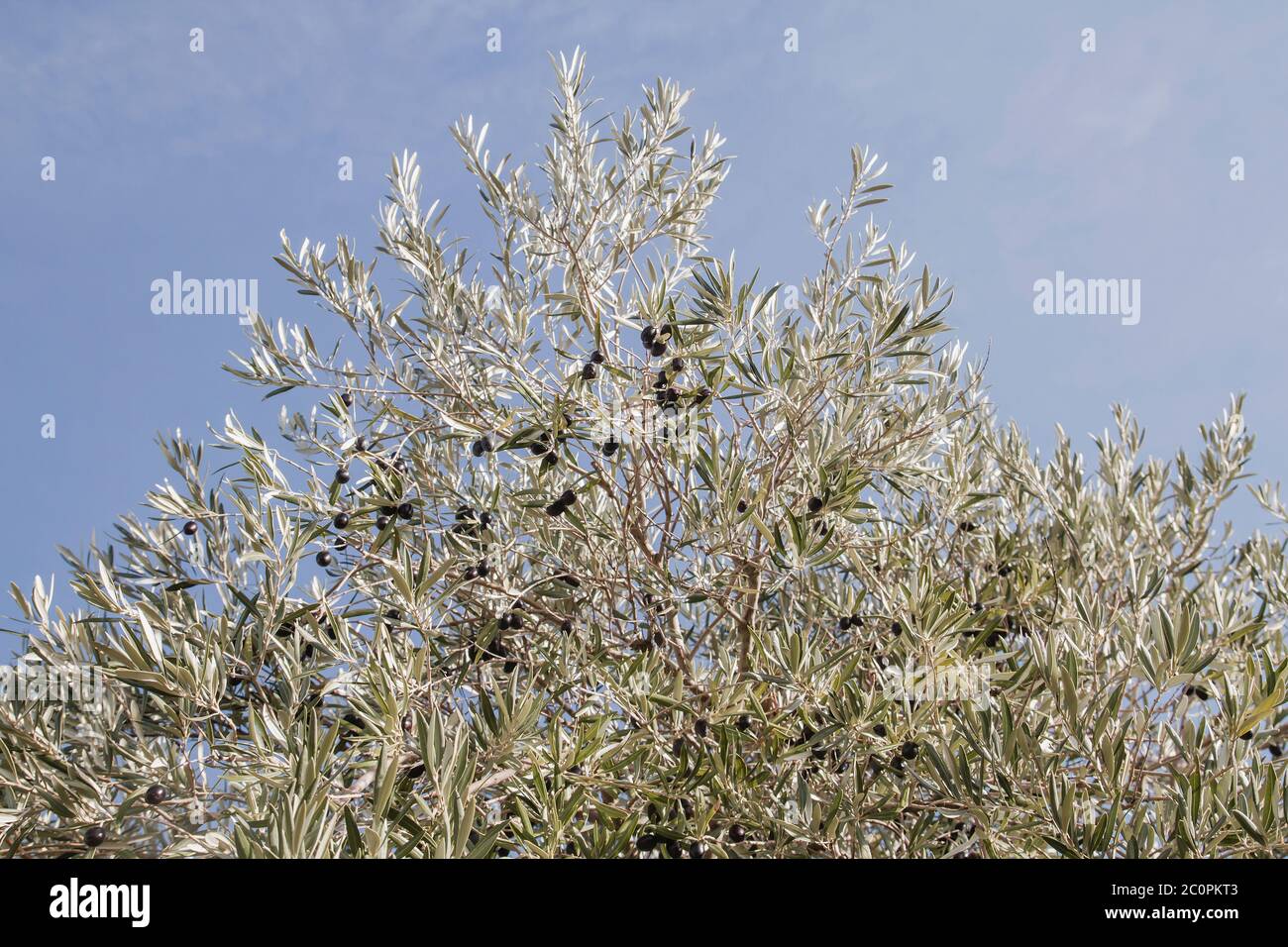 Olea europaea leaves detail hi-res stock photography and images - Alamy