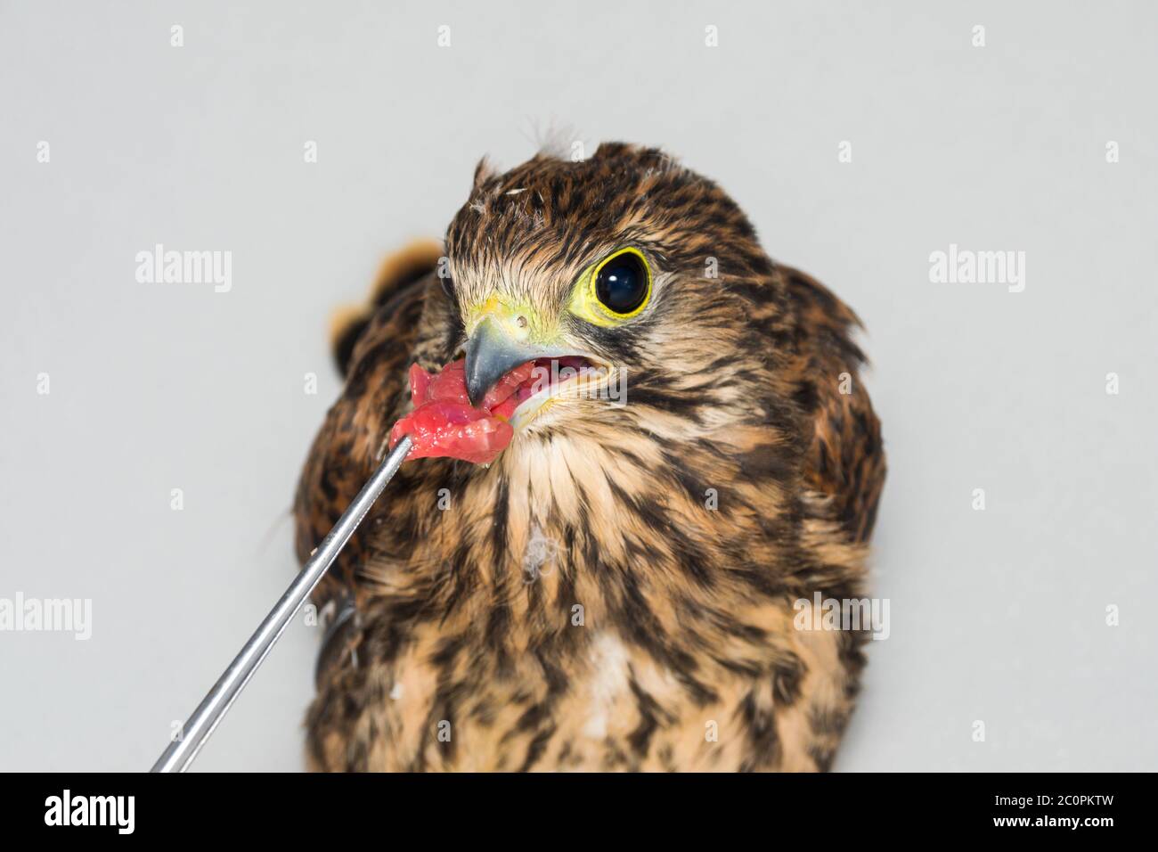 young hawk feeding with raw beef meat at the veterinary clinic Stock ...