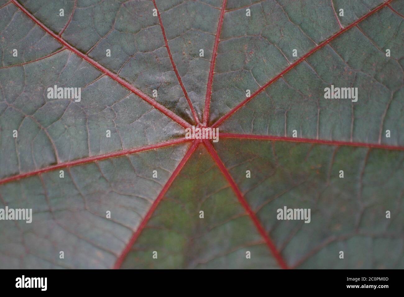 Red leaf veins Stock Photo - Alamy