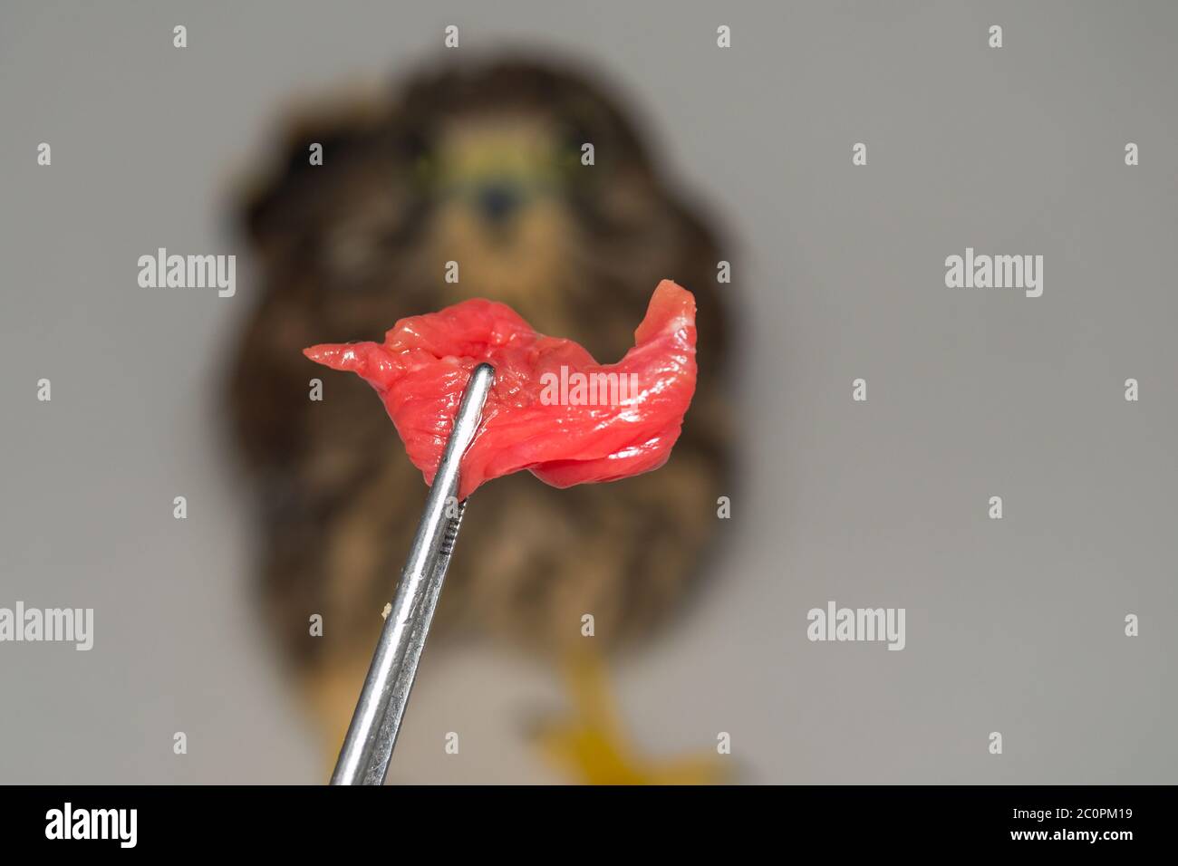 Young hawk hi-res stock photography and images - Alamy