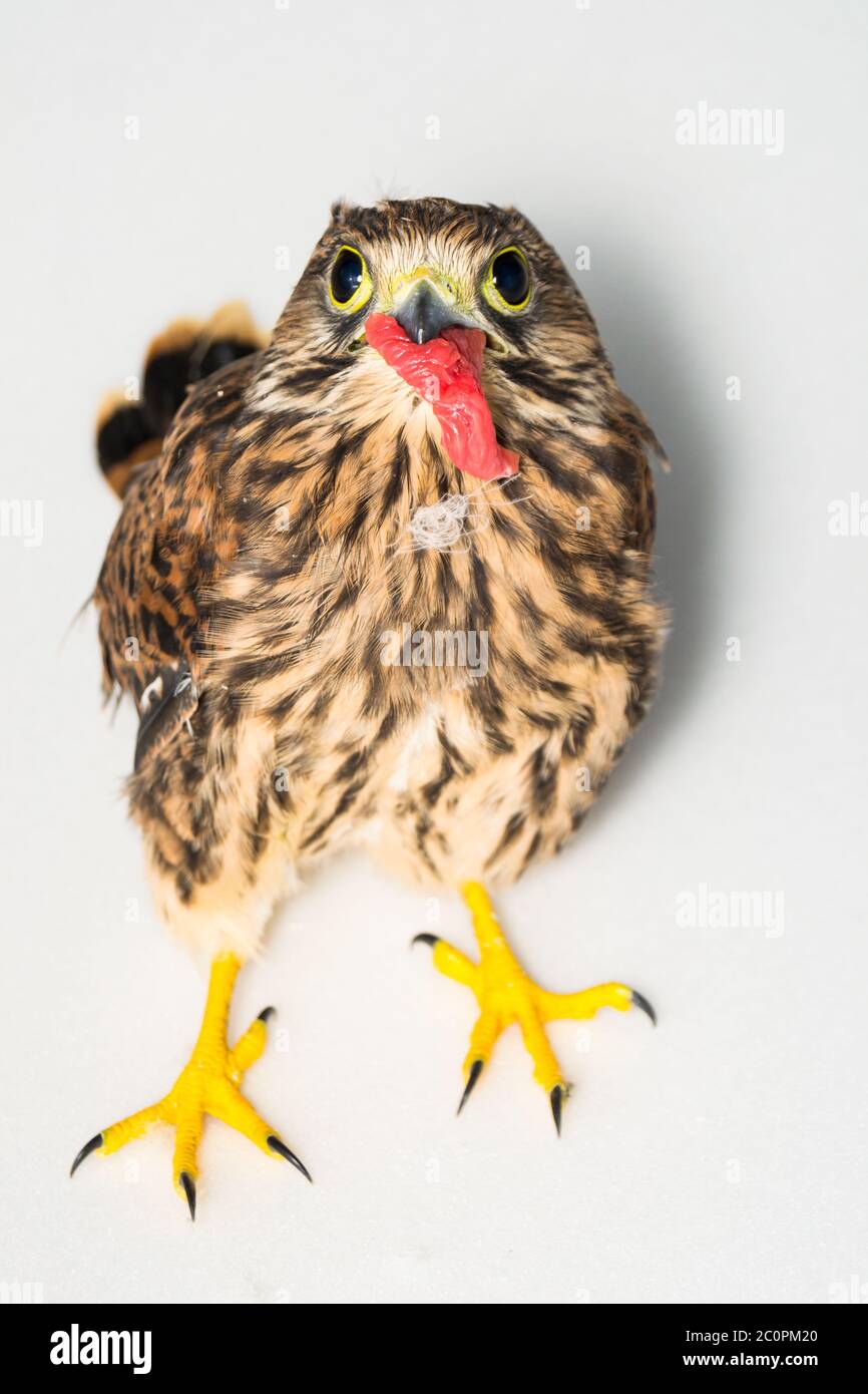 young hawk feeding with raw beef meat at the veterinary clinic Stock ...