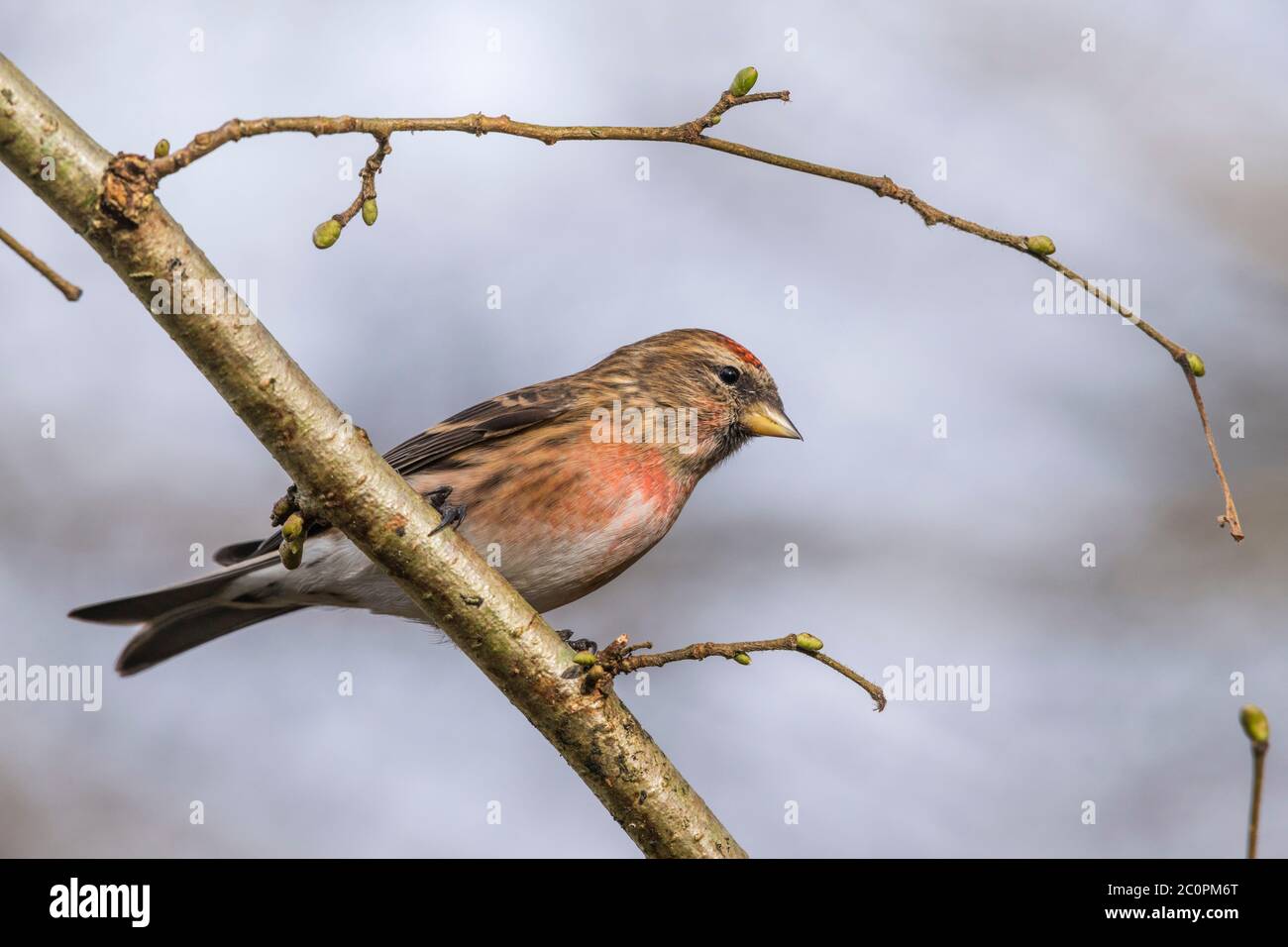 Lesser Redpoll, Acanthis cabaret, Dumfries & Galloway, Scotland Stock ...