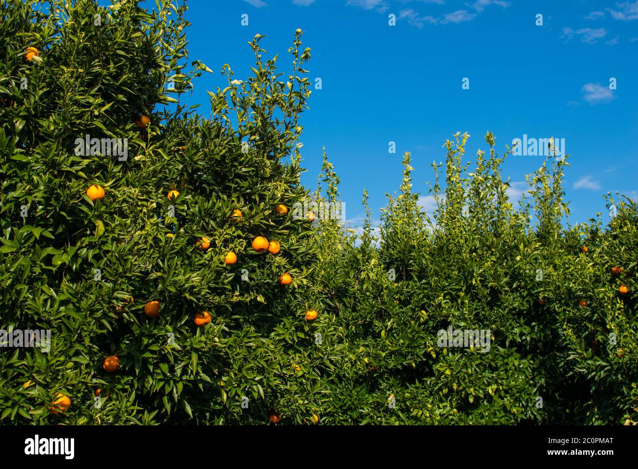 Orange tree full of oranges in an orchard Stock Photo - Alamy