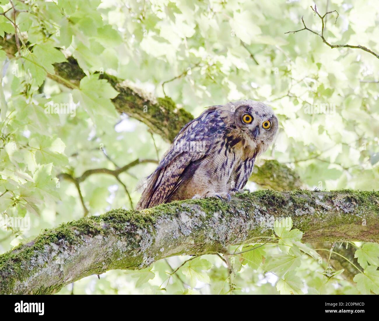 Eagle Owl Bubo bubo Stock Photo - Alamy