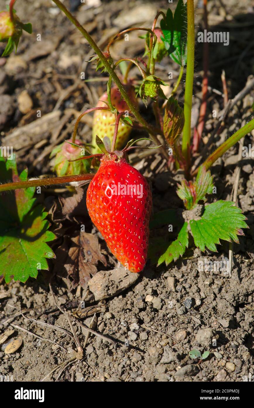 first ripe spring strawberry on its foot in a vegetable garden Stock ...