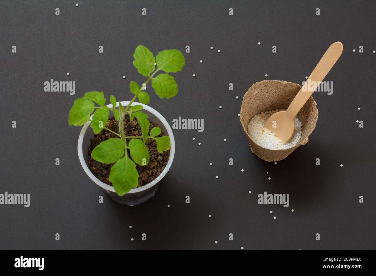 Cardboard can and a spoon with chemical fertilizer for a young tomato ...