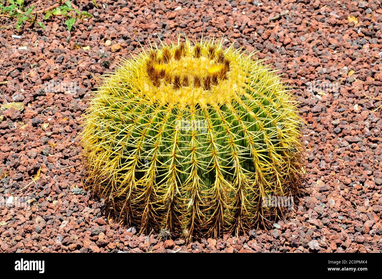 Round Succulent Plant Stock Photo - Alamy