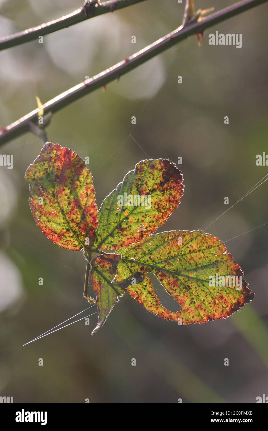Coloured leaves 1 Stock Photo - Alamy