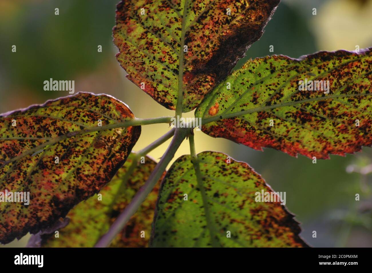 Coloured leaves 5 Stock Photo - Alamy