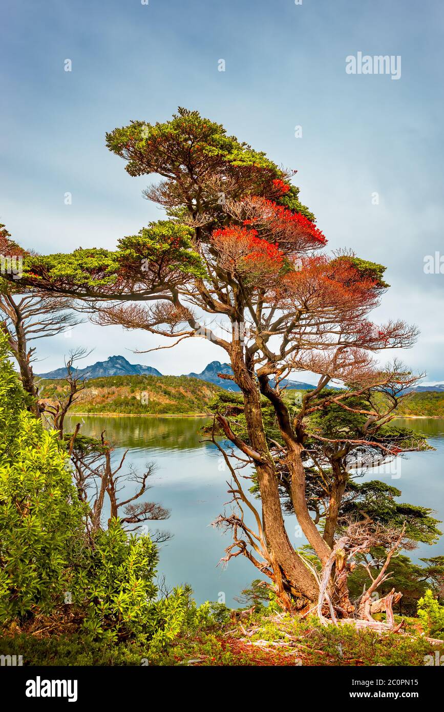 Magical austral Magellanic subpolar forests and turquoise lagoons in ...