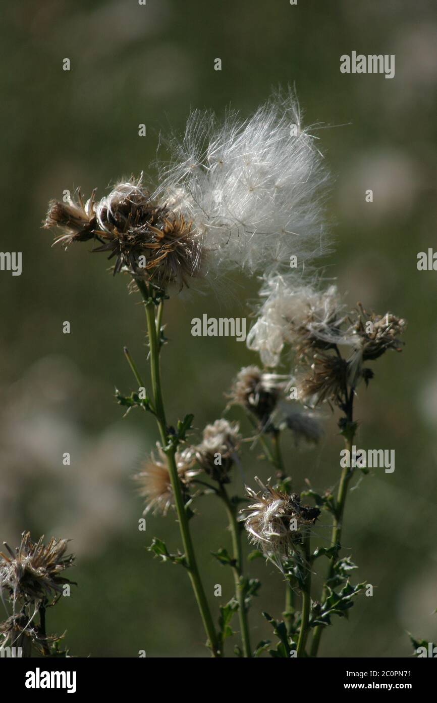 Flying seeds hi-res stock photography and images - Alamy