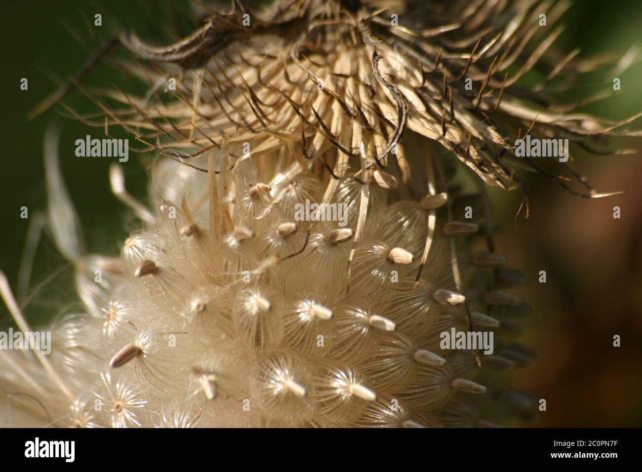Thistle seed hi-res stock photography and images - Alamy