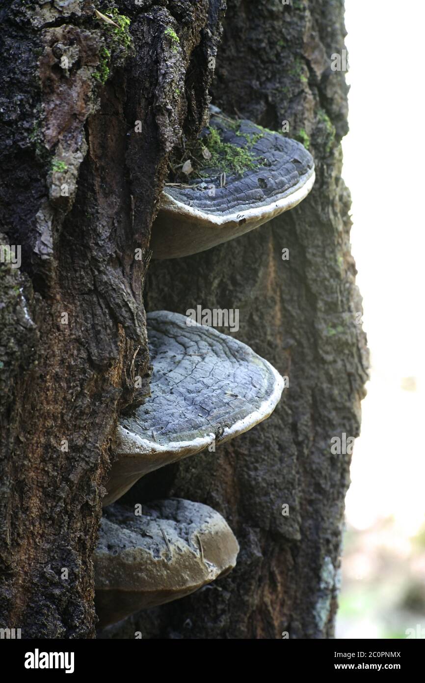 Phellinus populicola hi-res stock photography and images - Alamy