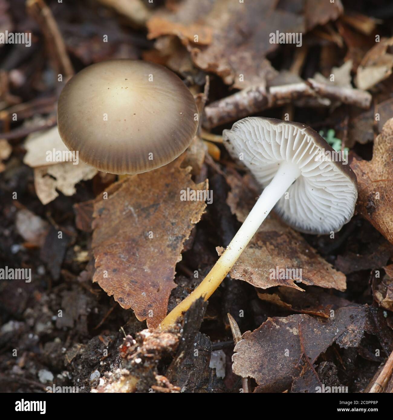 Pine cone mushrooms hi-res stock photography and images - Alamy