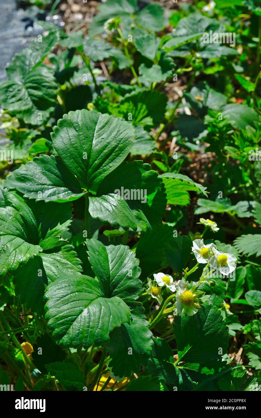 small strawberry flowers in spring Stock Photo - Alamy