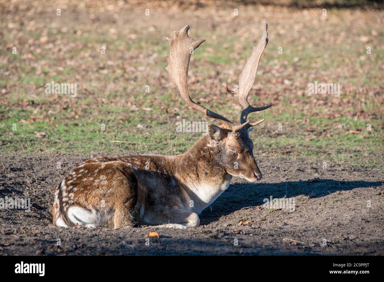 A Fallow Deer stag during the rutting season takes a rest Stock Photo ...