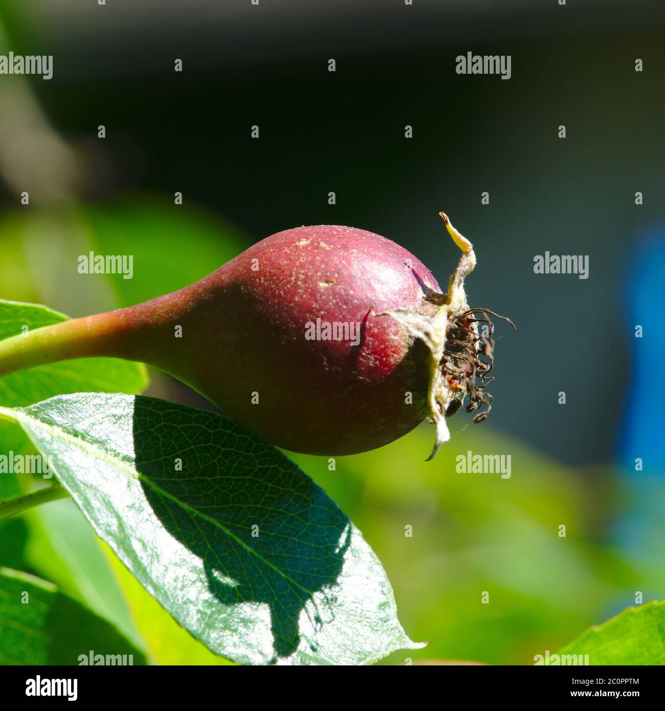 Pear Tree Small Garden High Resolution Stock Photography and Images - Alamy