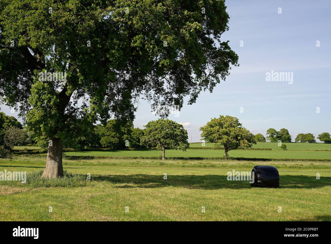 English rural landscape with large round hay bales wrapped in black ...