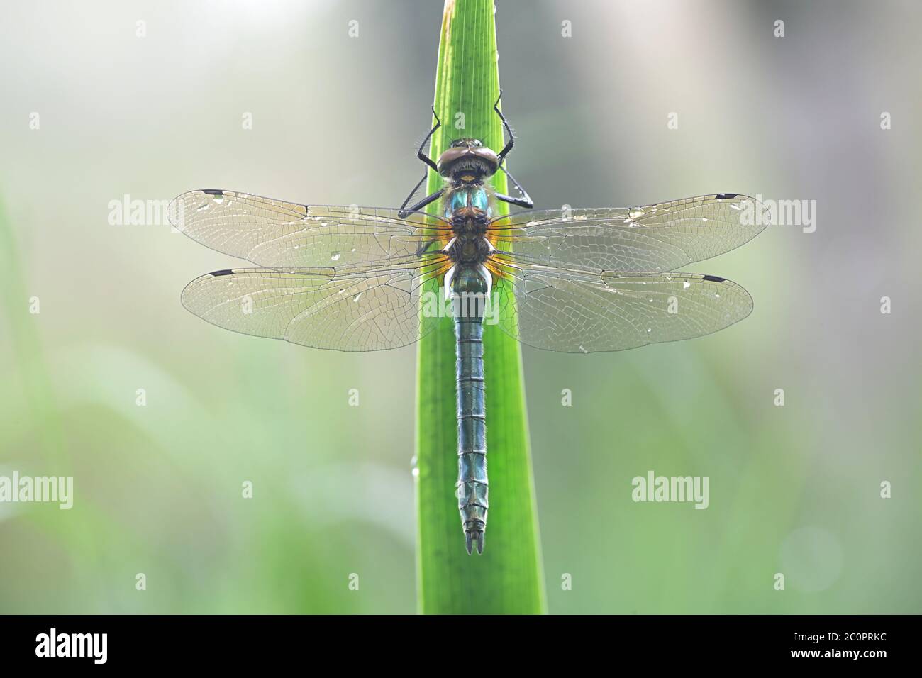 Cordulia aenea, known as the downy emerald, a dragonfly from Finland ...